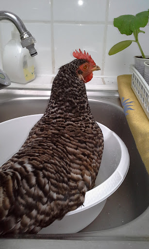 Saté – MOESTUIN HIPPIE