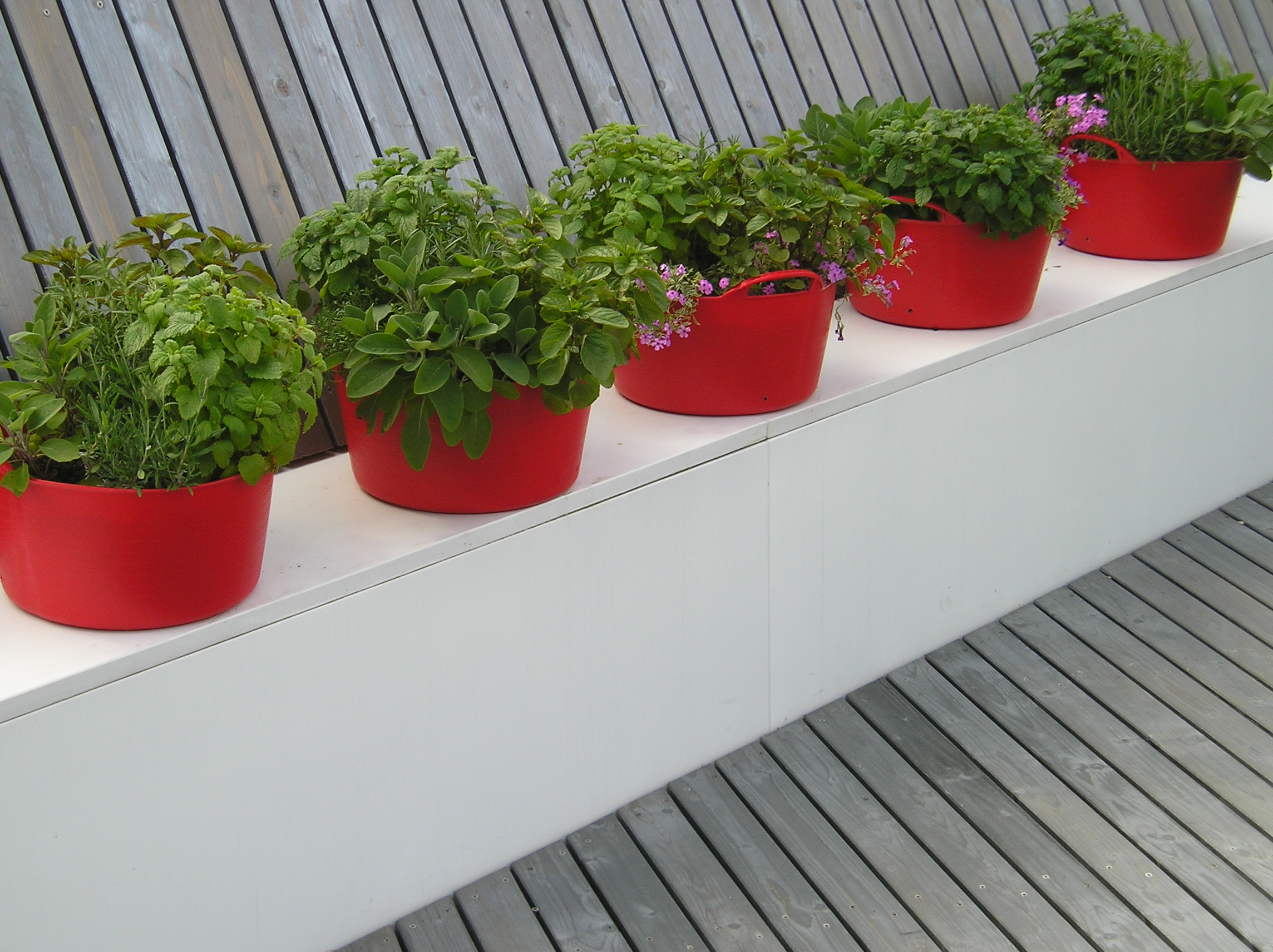 Hoe kweek je groente in potten? 12 Tips. – MOESTUIN HIPPIE