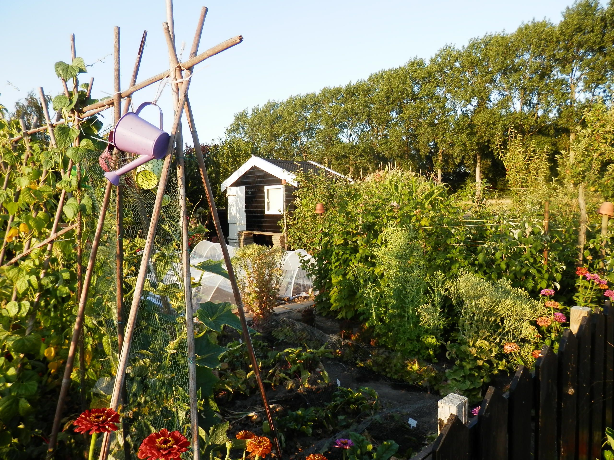 Een moestuin beginnen – MOESTUIN HIPPIE