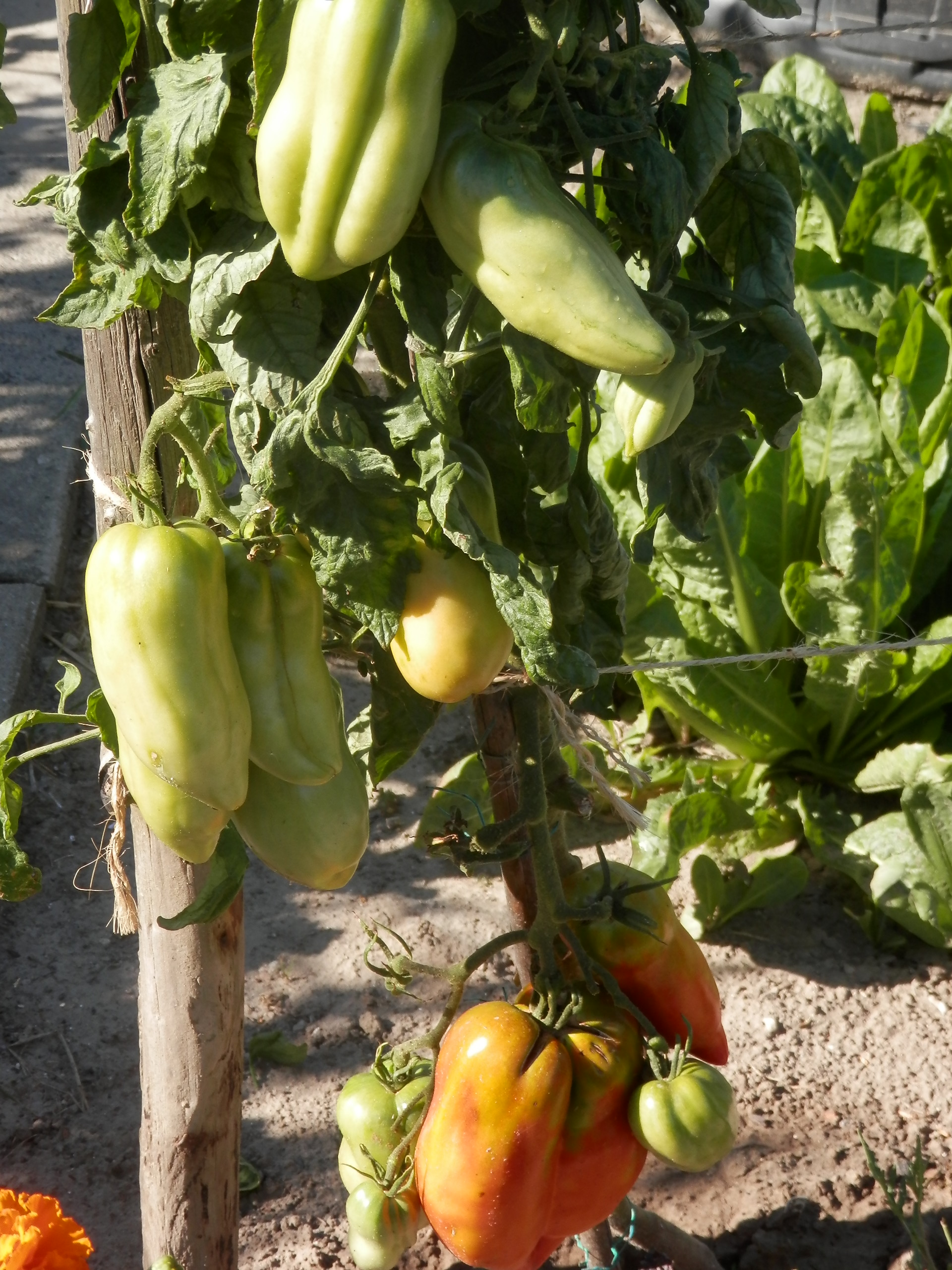 Het ultieme tuingeluk. – MOESTUIN HIPPIE