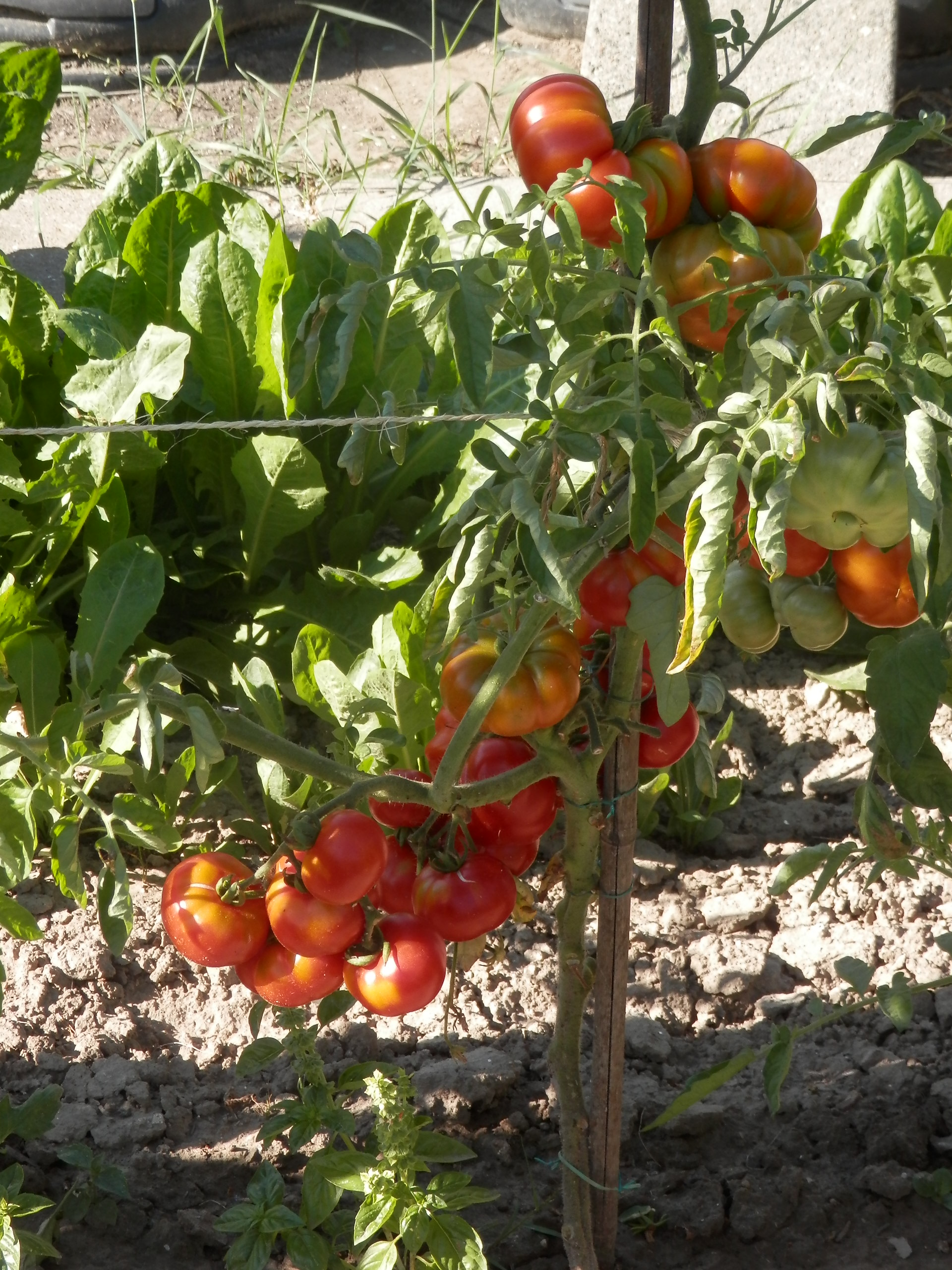 Het ultieme tuingeluk. – MOESTUIN HIPPIE