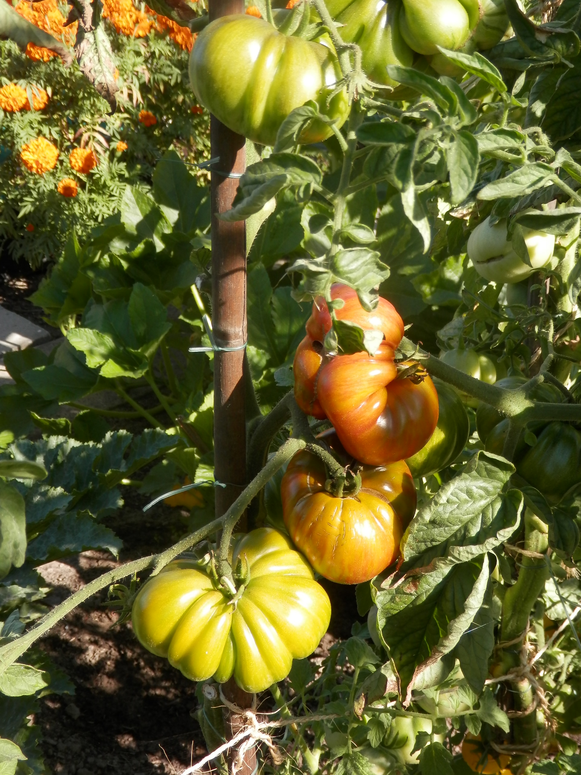 Het ultieme tuingeluk. – MOESTUIN HIPPIE