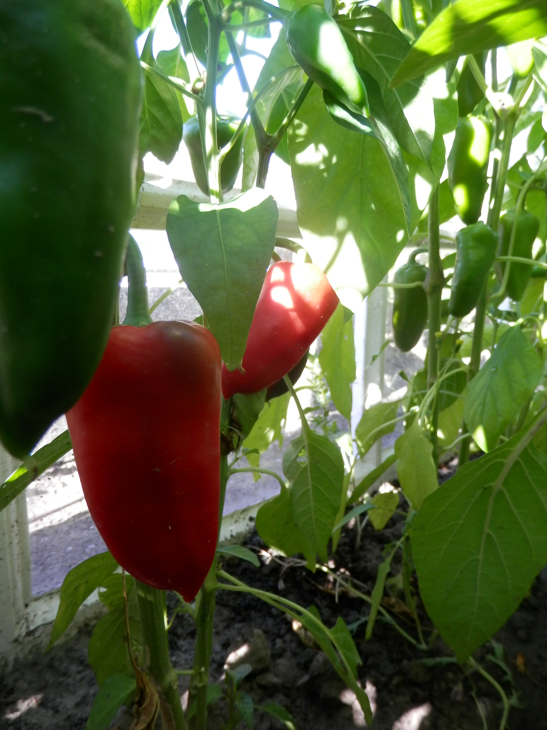 Het ultieme tuingeluk. – MOESTUIN HIPPIE