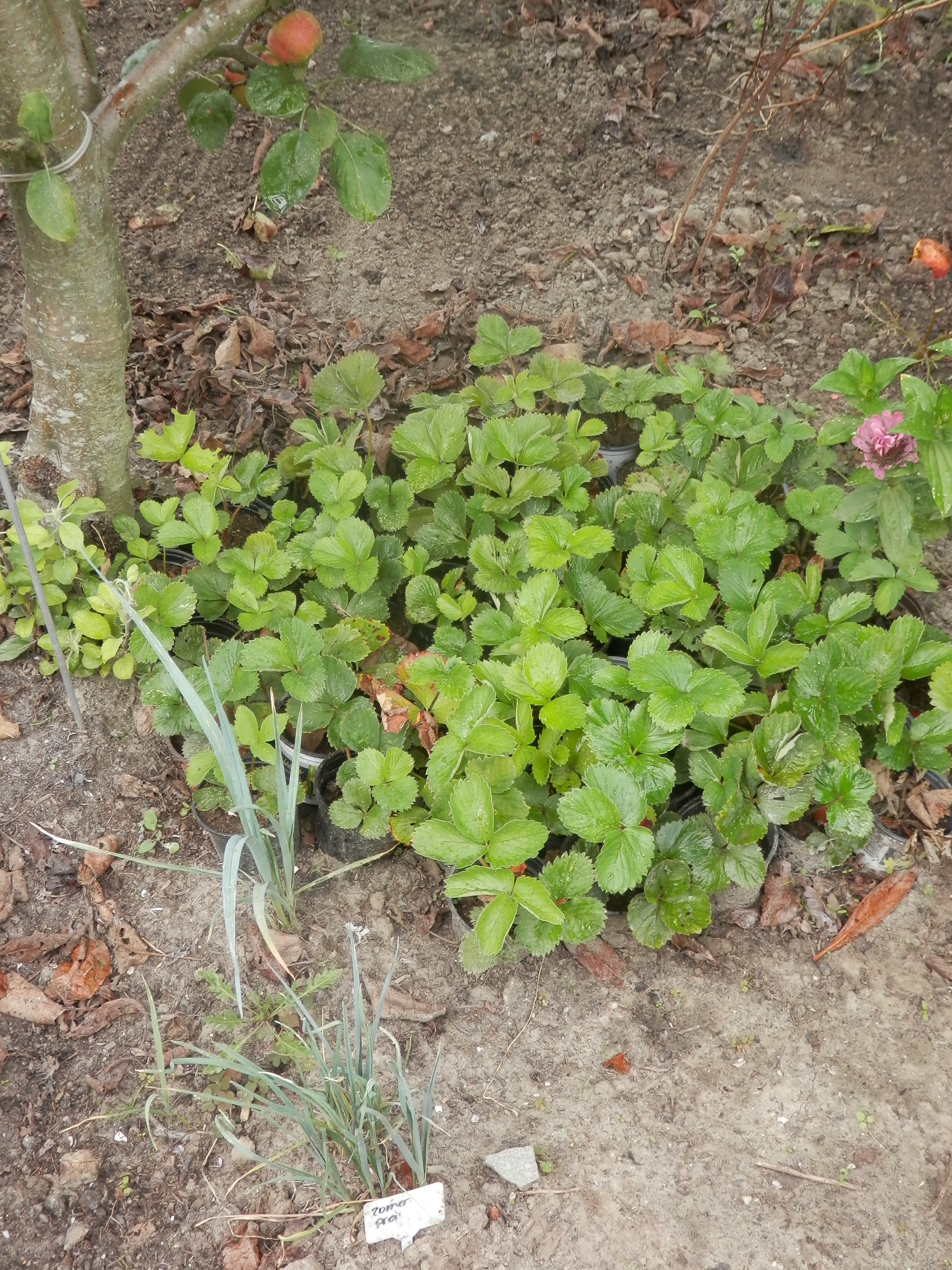 Aardbeien planten – MOESTUIN HIPPIE