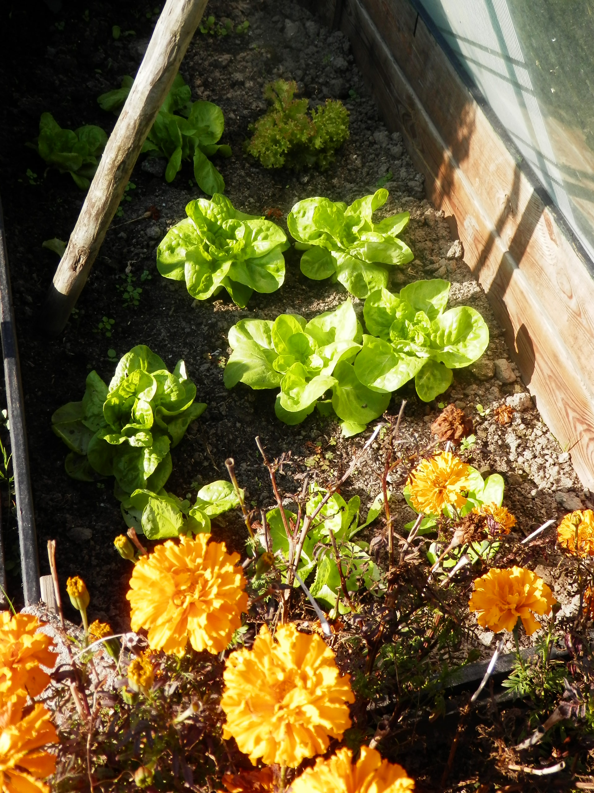 Hoe maak je de kas winterklaar? 10 Tips. – MOESTUIN HIPPIE