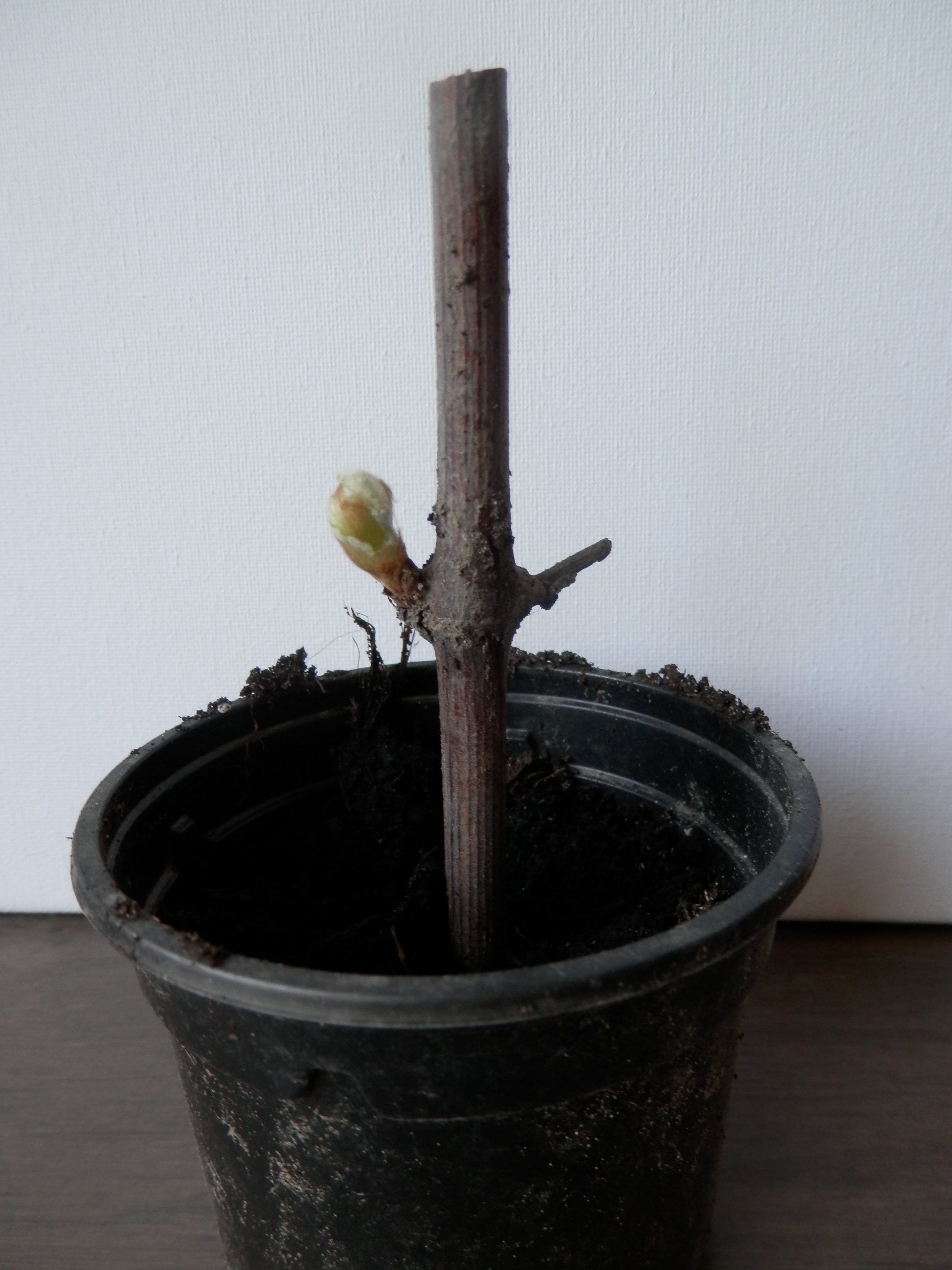 Binnen voorzaaien en stekken. – MOESTUIN HIPPIE