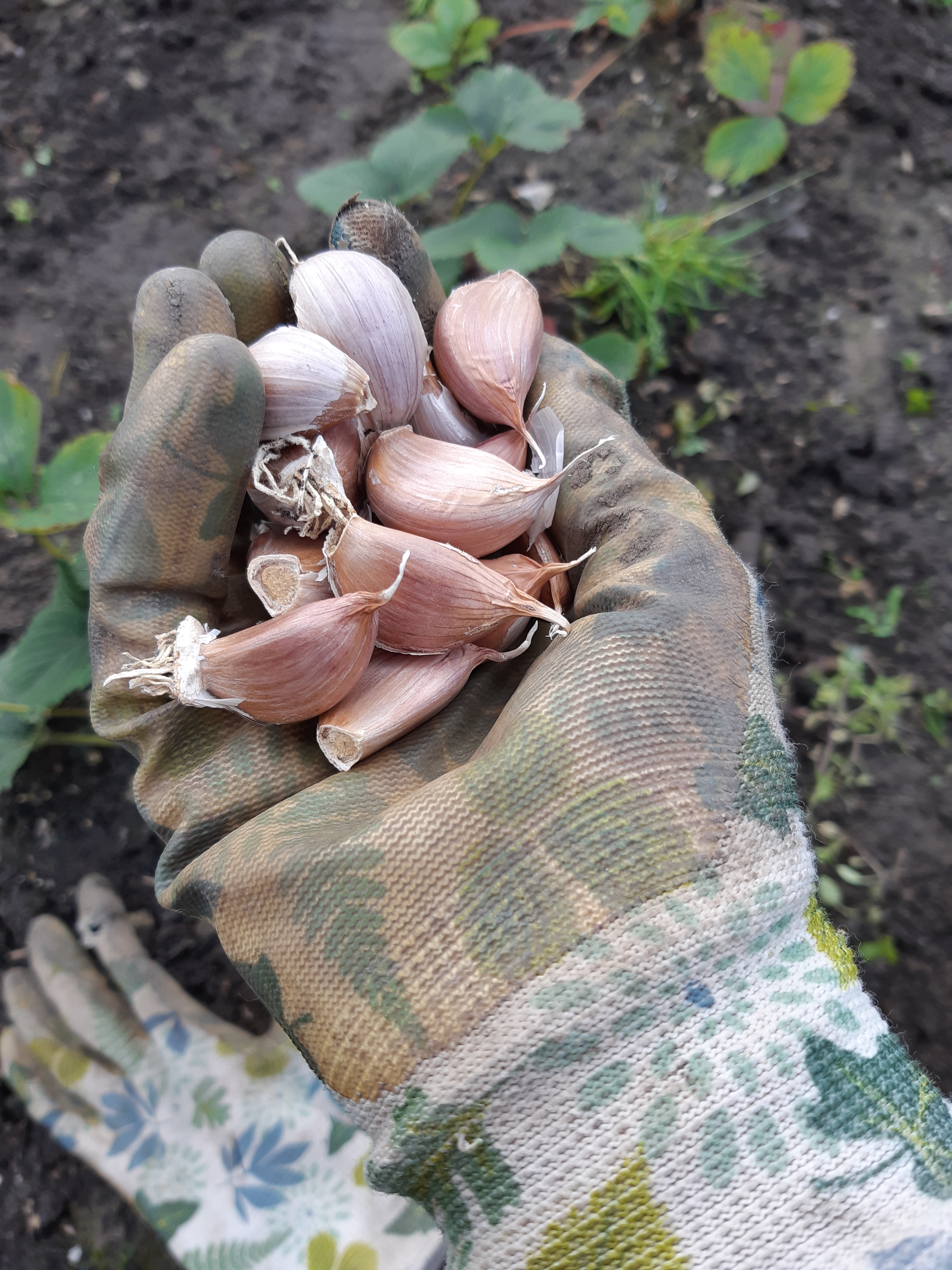 Over knoflook, paprika en zaadjes – MOESTUIN HIPPIE