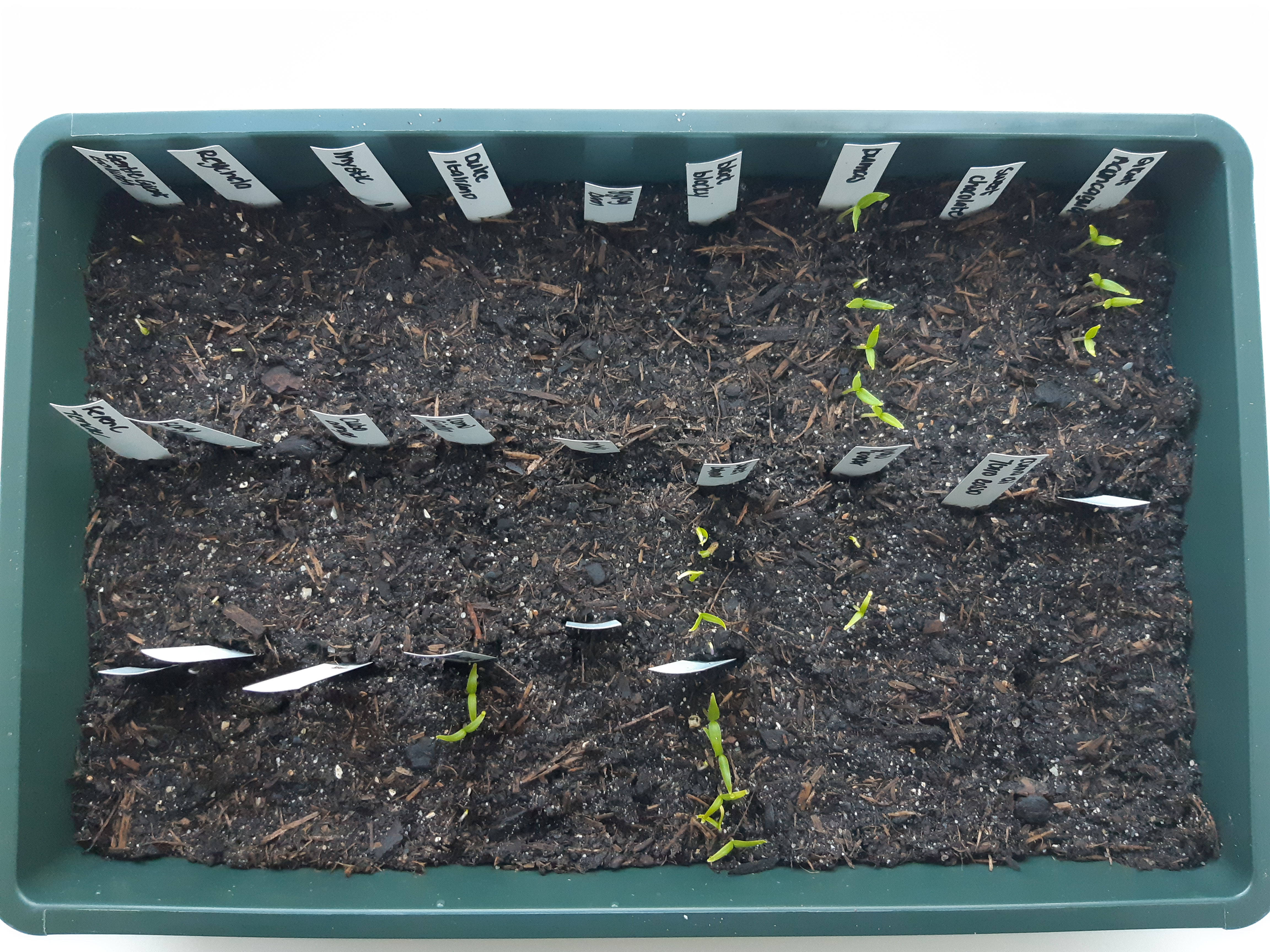 Moestuinieren in januari – MOESTUINHIPPIE